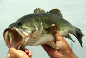 Smith Lake Fishing Guide: Spots, Licenses, Tips - Alabama - Fishing blog