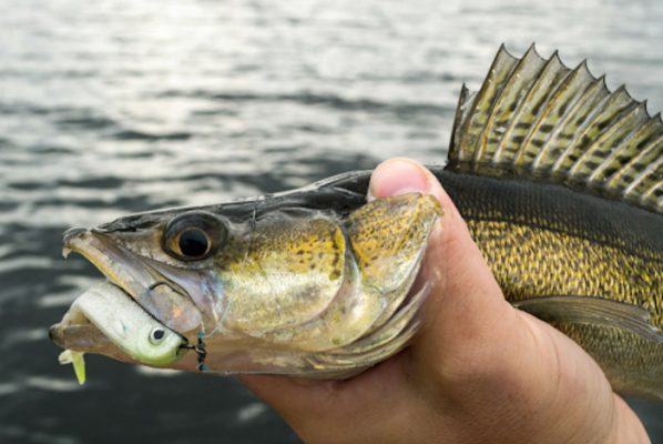Raystown Lake Fishing Guide: Fishing Charters, Map, License ...