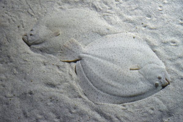 Types of Flatfish in Deepest Oceans: Flounders, Soles, Turbots and ...