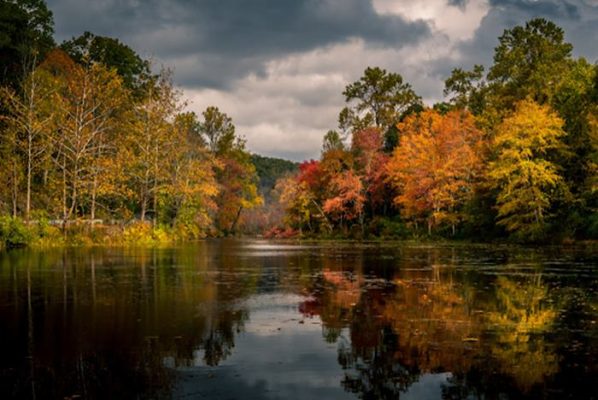 Exploring the Diversity of Freshwater Fish in New Jersey: Common NJ ...