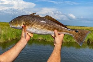 Freshwater Fishing in Louisiana: Fish Species and Catching Tips ...