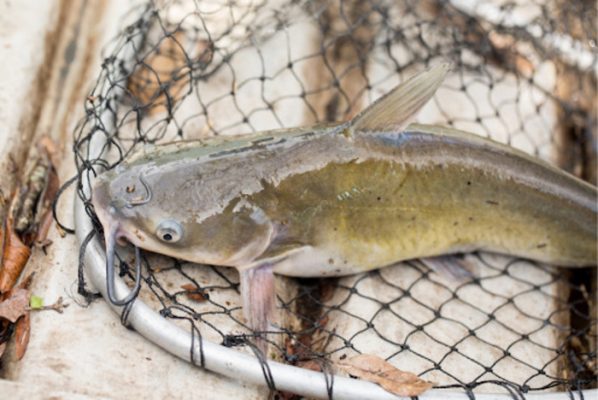 Freshwater Fishing in Louisiana: Fish Species and Catching Tips ...